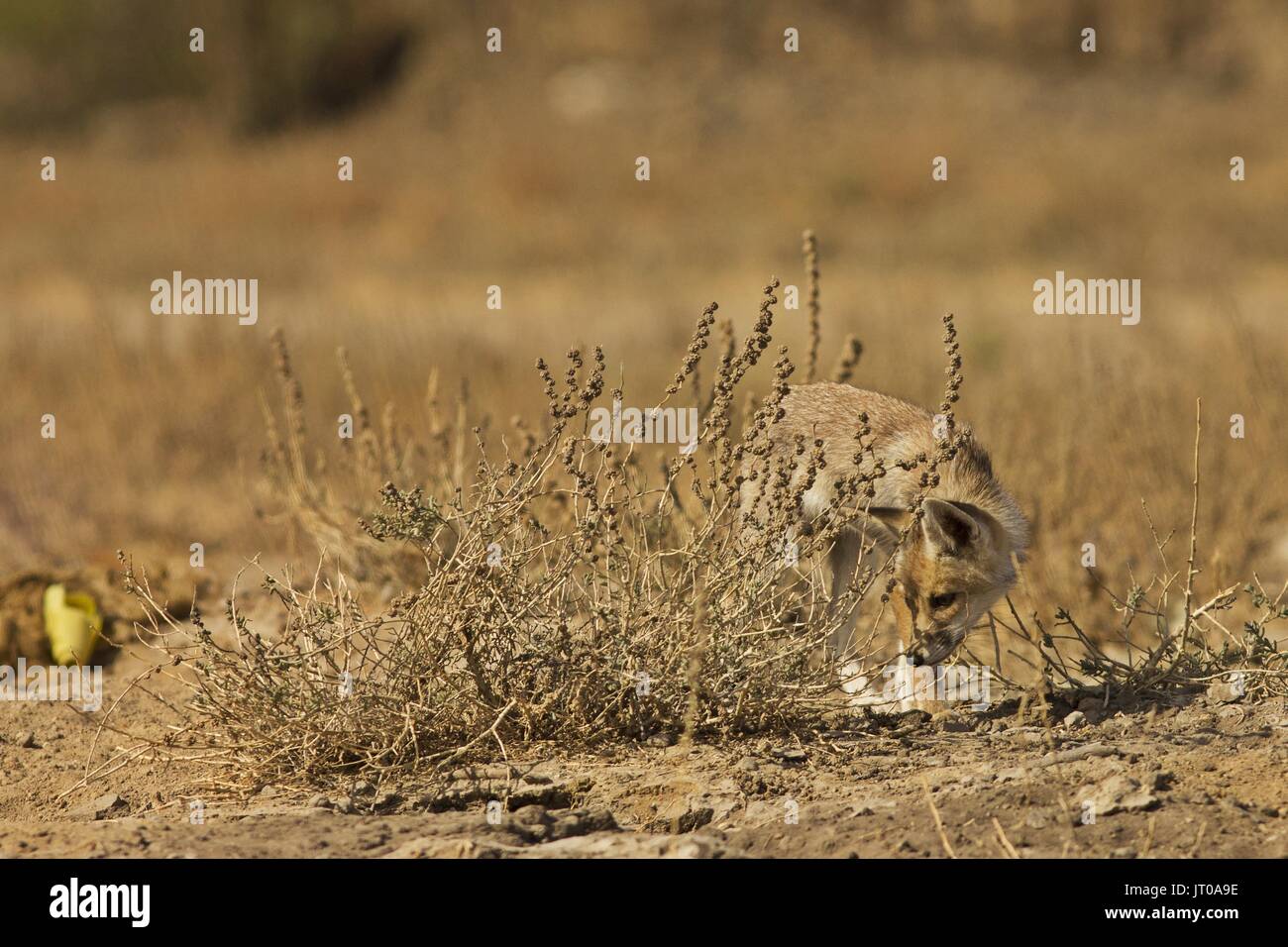 Desert Fox Stock Photos & Desert Fox Stock Images - Alamy