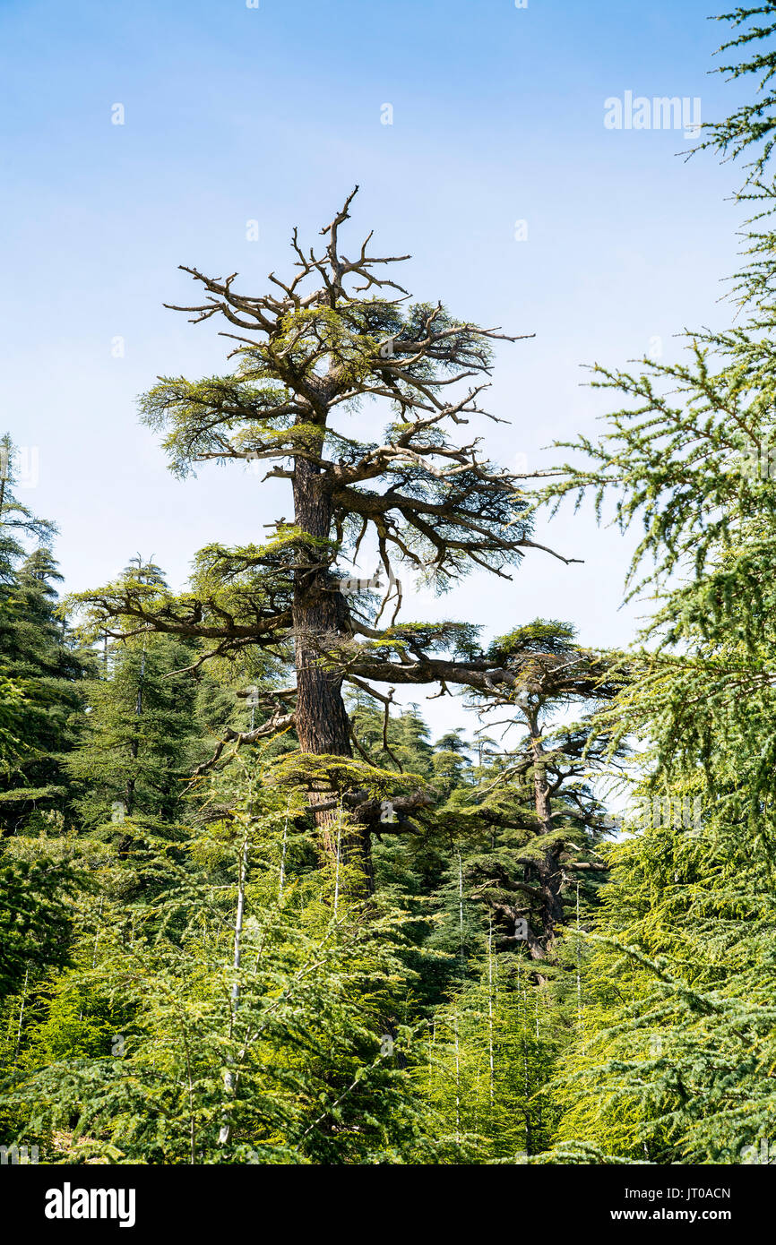 Atlas cedar forest, near Azrou, Middle Atlas. Morocco, Maghreb North ...