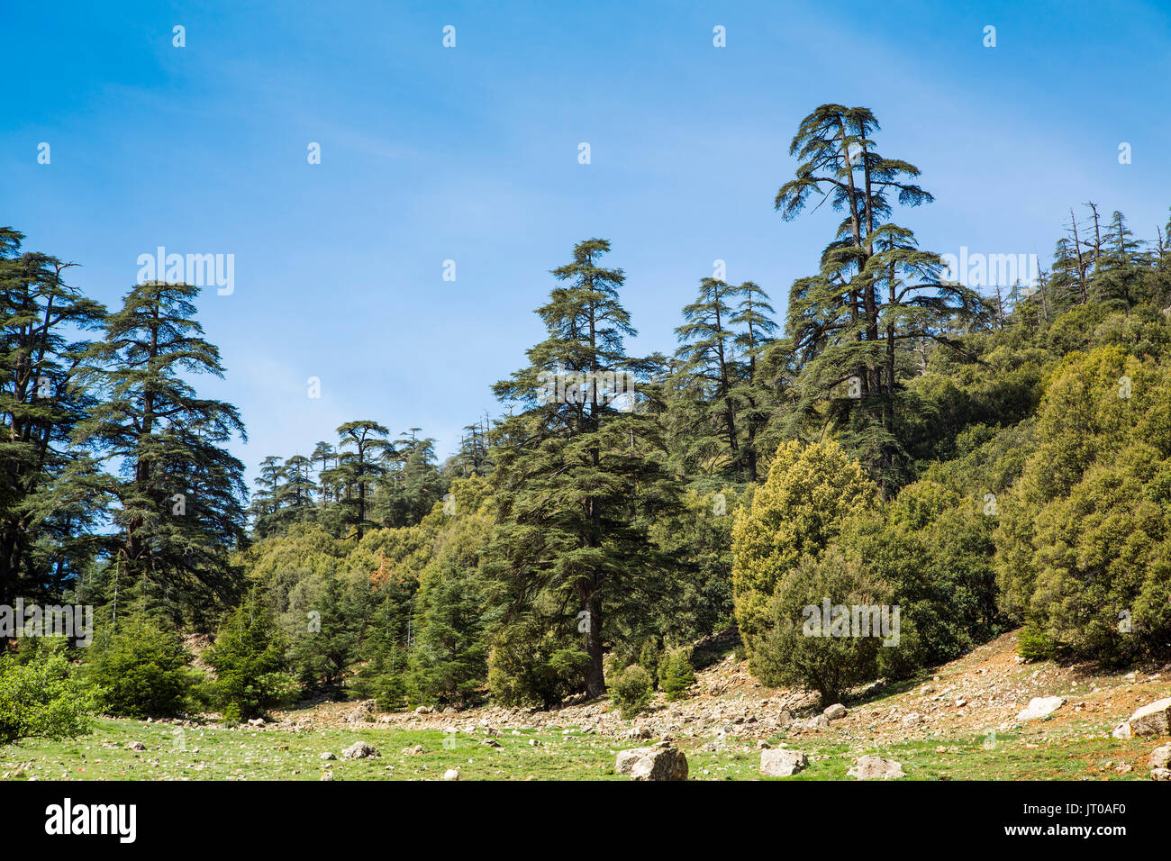 Atlas cedar forest, near Azrou, Middle Atlas. Morocco, Maghreb North ...