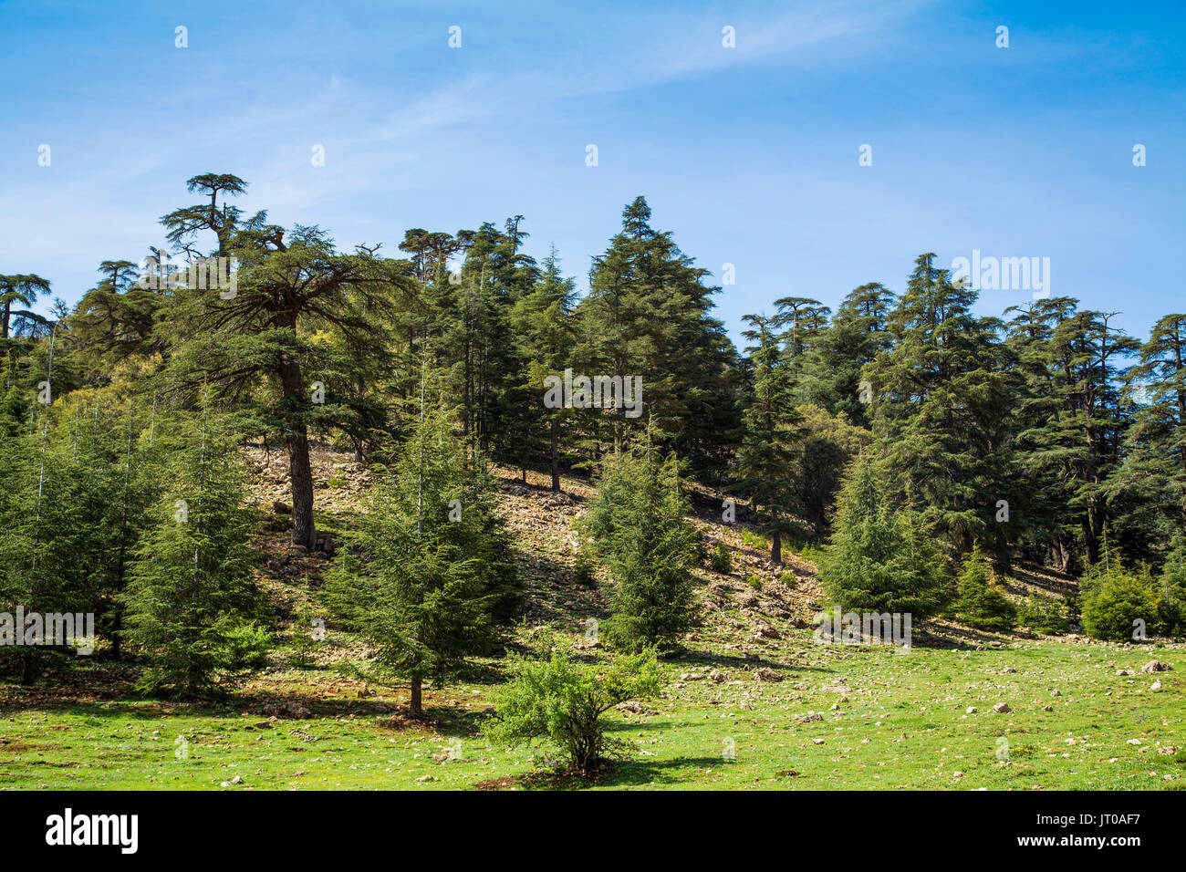Atlas cedar forest, near Azrou, Middle Atlas. Morocco, Maghreb North ...