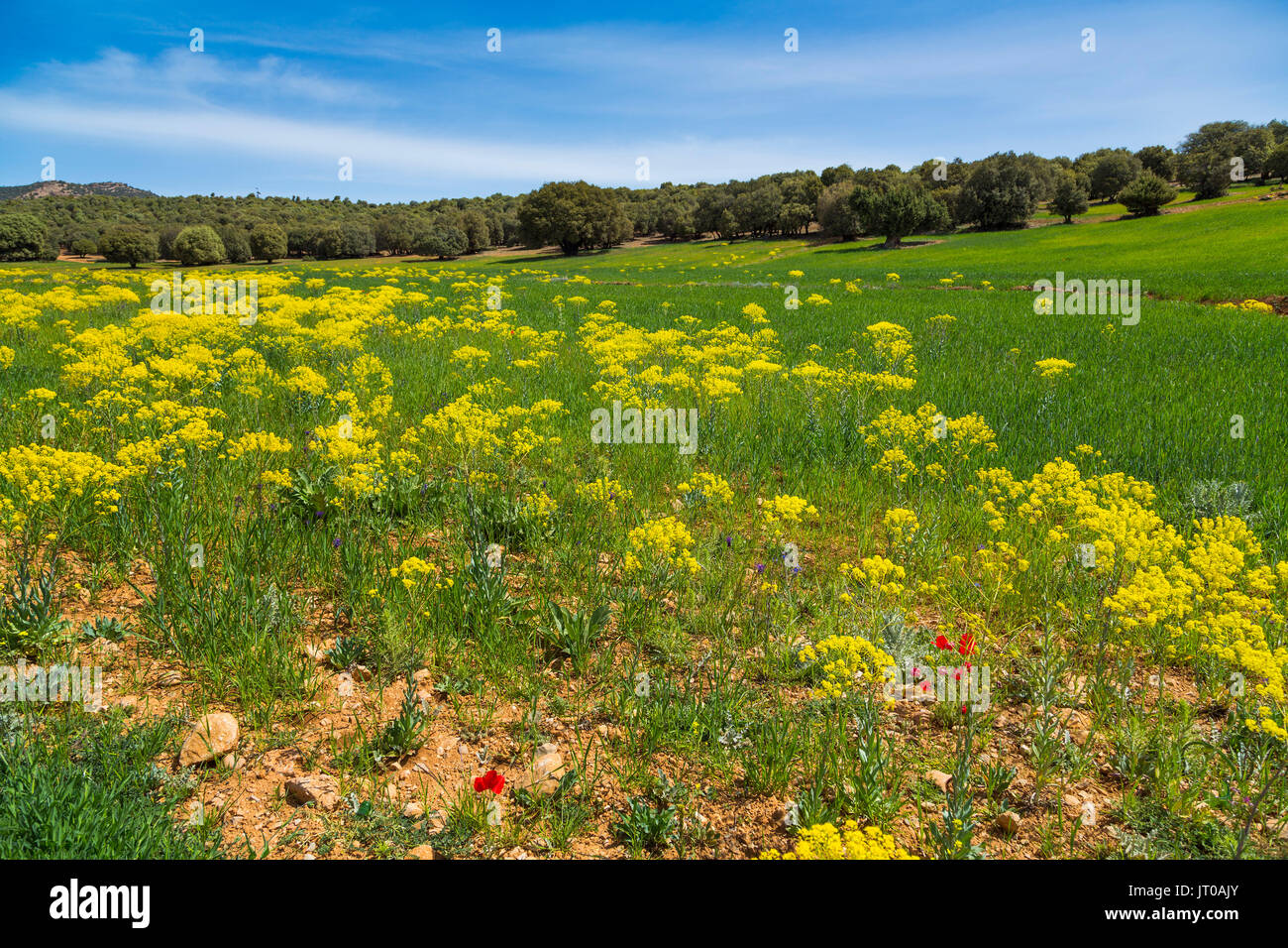 Agriculture. Crop field, near Azrou, Middle Atlas. Morocco, Maghreb ...