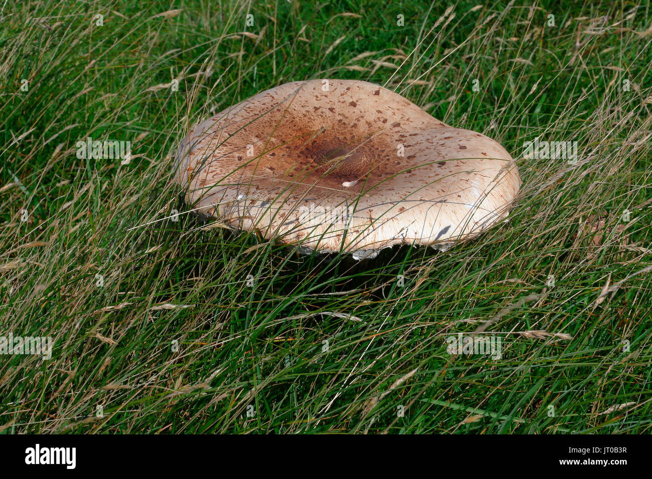Wild growing very large funghi in amongst the grasses of grazing lands ...