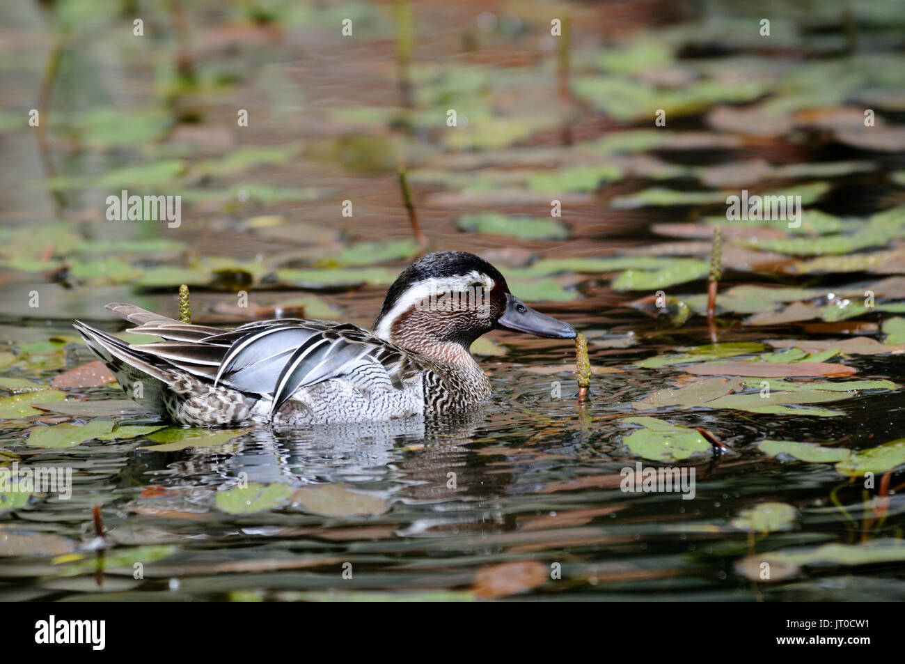A garganey duck ( Anas querquedula) swimming amongst the marginal weed ...