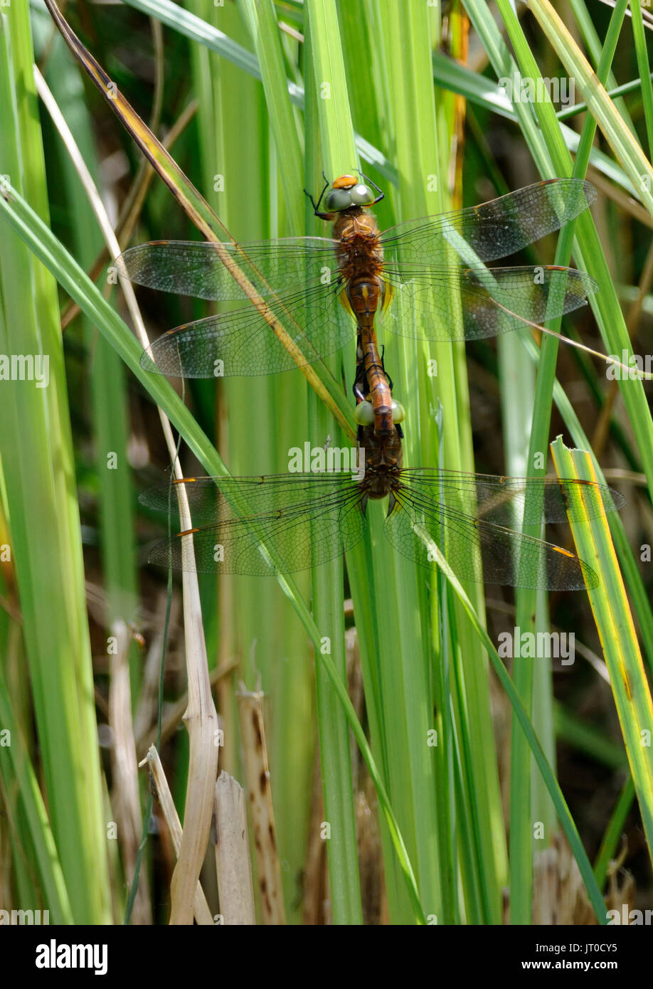 A mating pair of Norfolk hawker dragonflies ( Aeshna isosceles ) in the ...