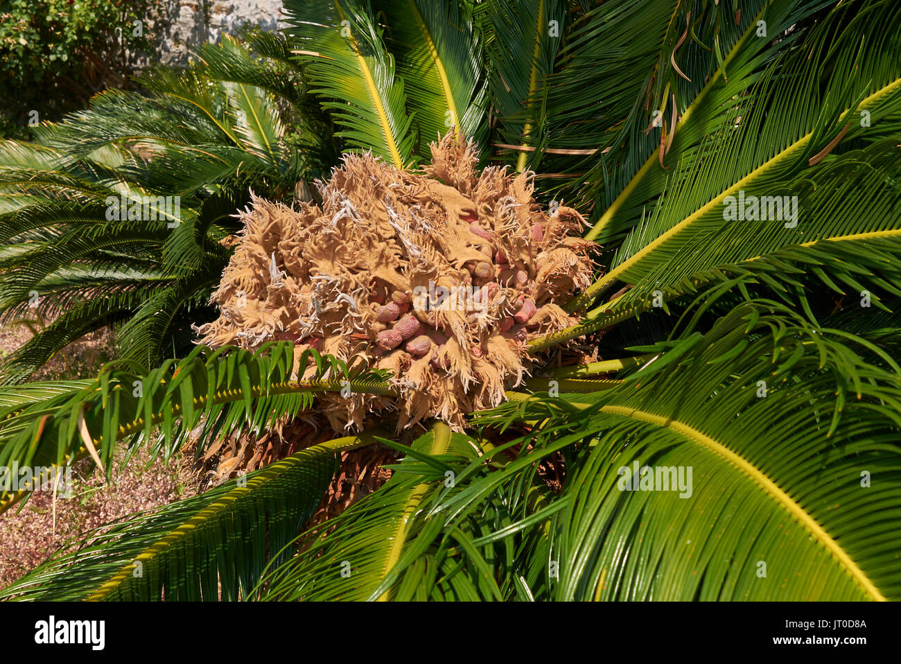 Cycas revoluta Stock Photo - Alamy