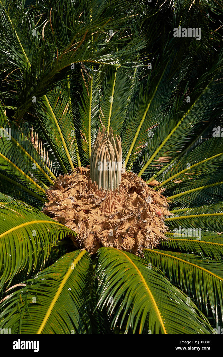 Cycas revoluta Stock Photo: 152445123 - Alamy