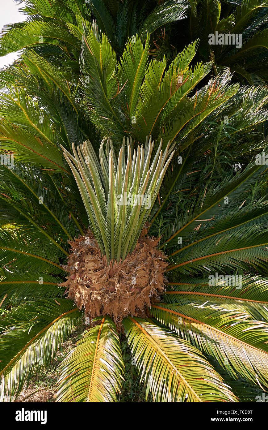 Cycas revoluta Stock Photo - Alamy