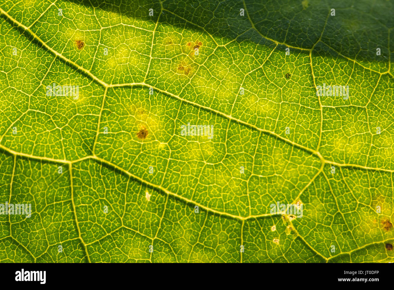 Sunflower leaf structure hi-res stock photography and images - Alamy