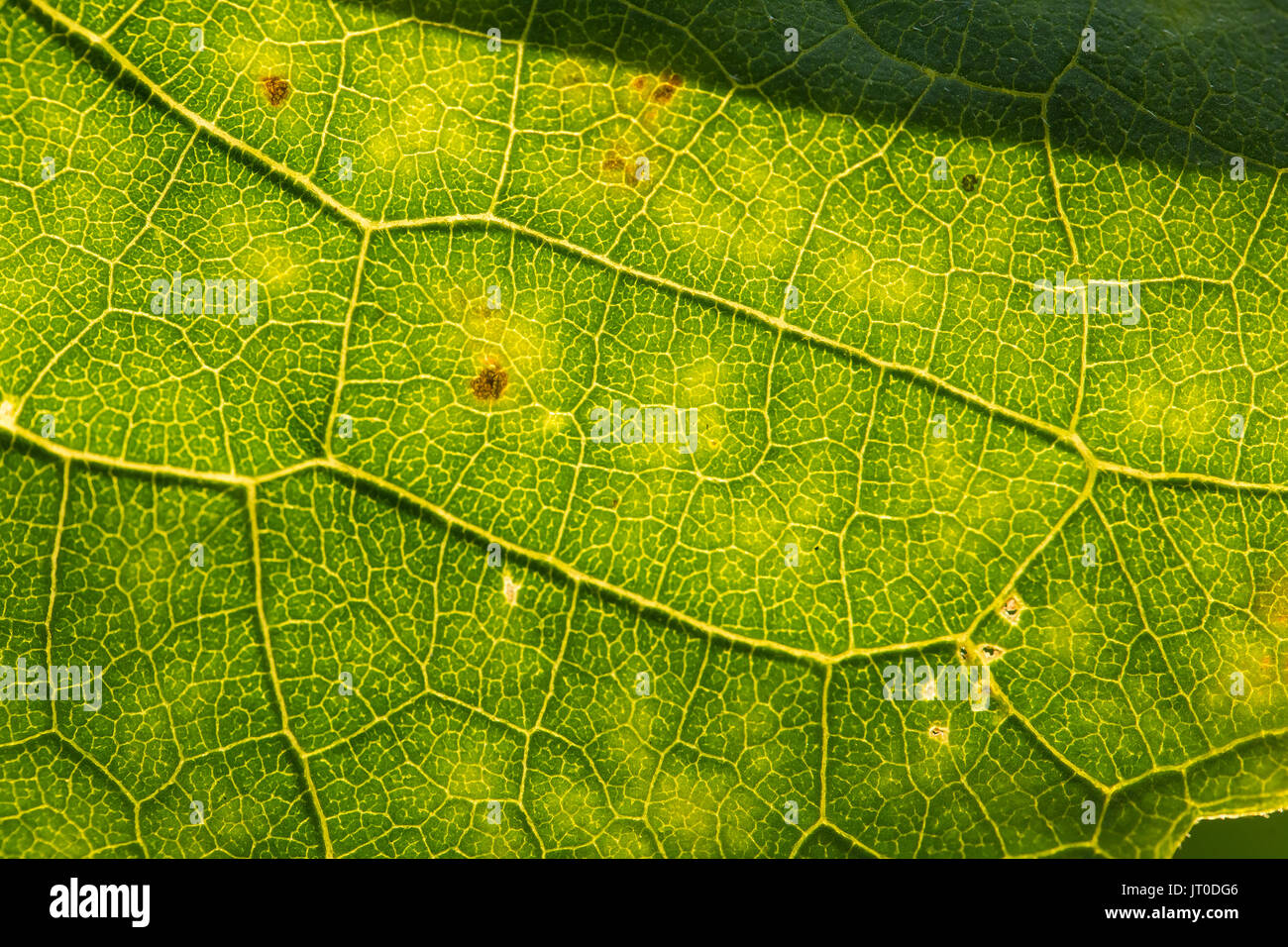 Sunflower leaf structure hi-res stock photography and images - Alamy