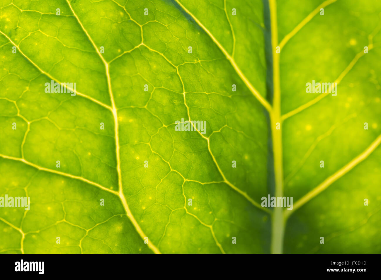 Plants delicate leaf structure hi-res stock photography and images - Alamy