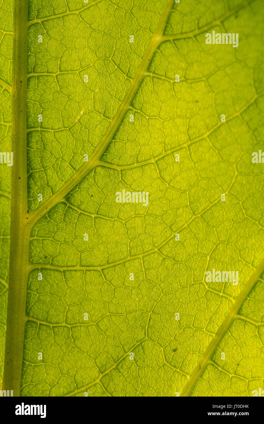 Plants healthy structure hi-res stock photography and images - Alamy