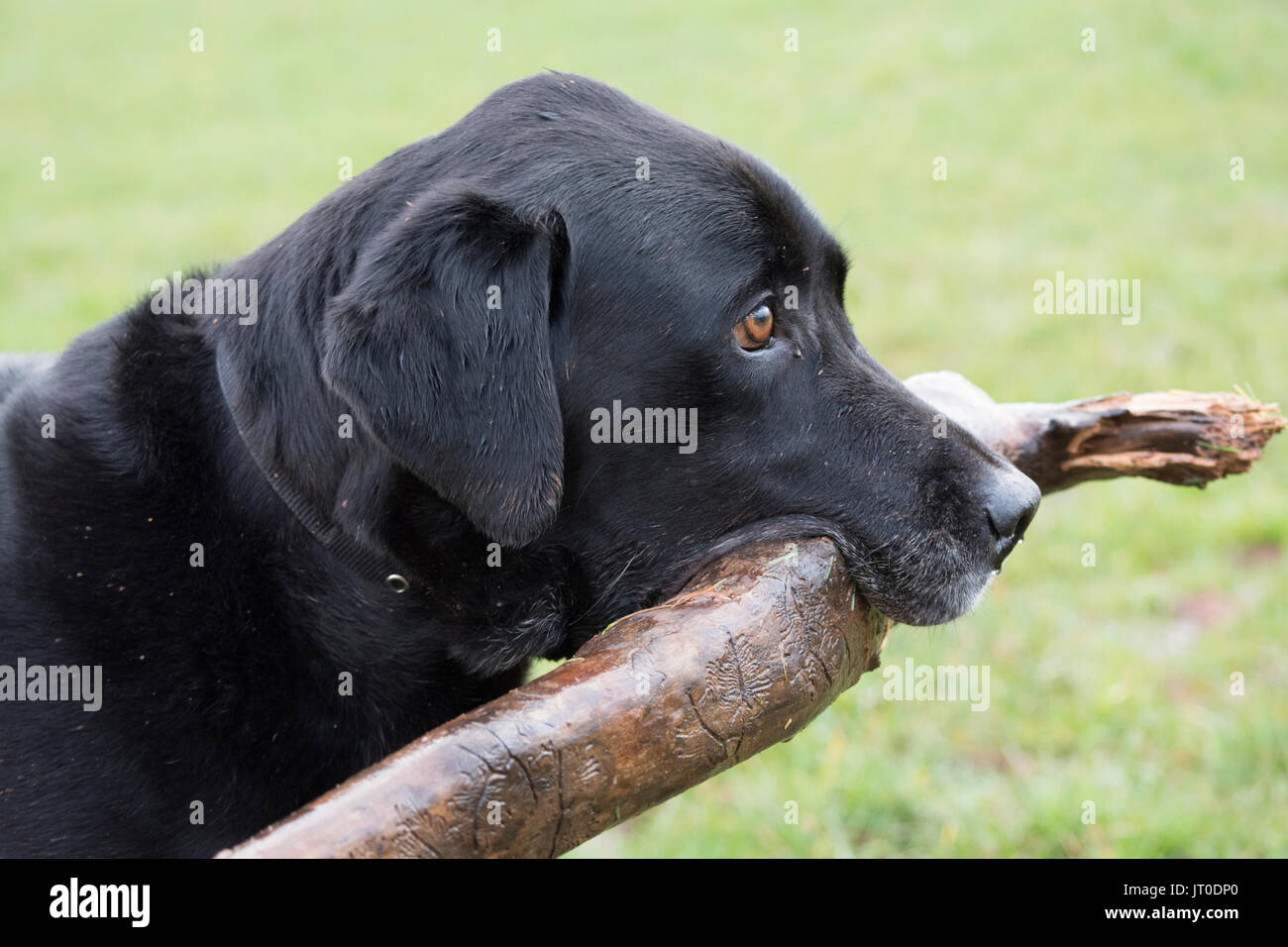 Boy carrying a stick hi-res stock photography and images - Alamy
