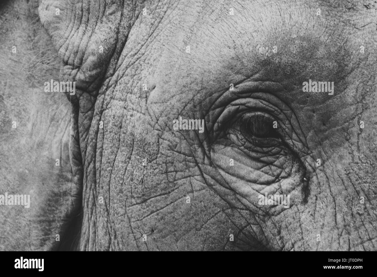African elephant eye tear Black and White Stock Photos & Images - Alamy