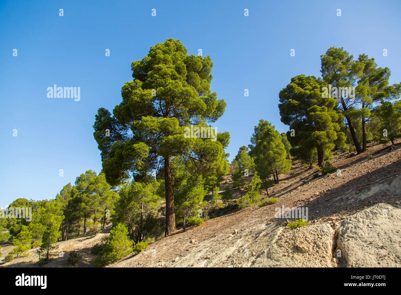 Pine and mountain landscape. High Atlas. Morocco, Maghreb North Africa ...
