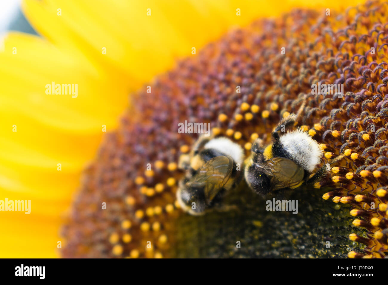 Save the bees hi-res stock photography and images - Alamy