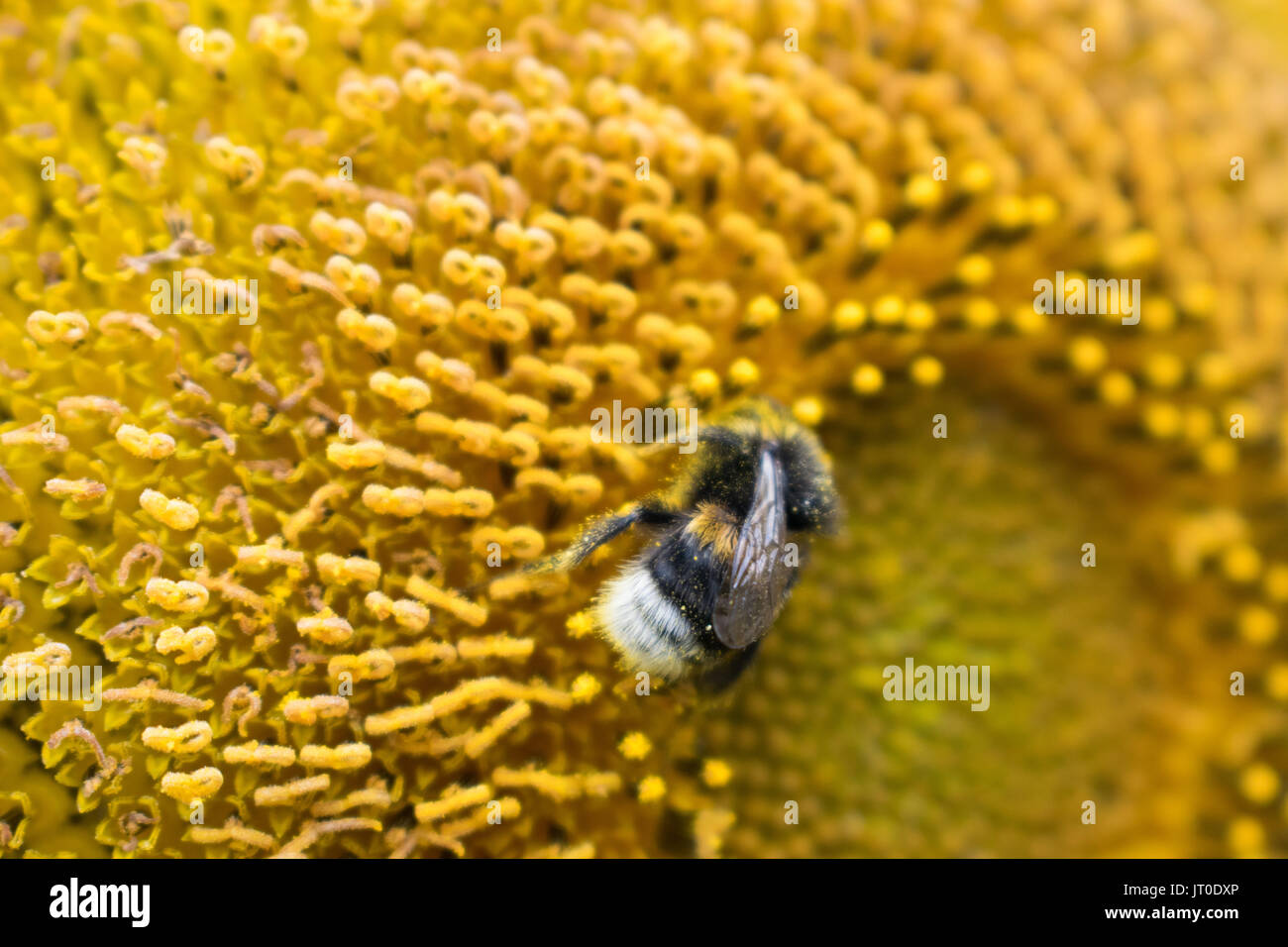 Cover for bees hi-res stock photography and images - Alamy