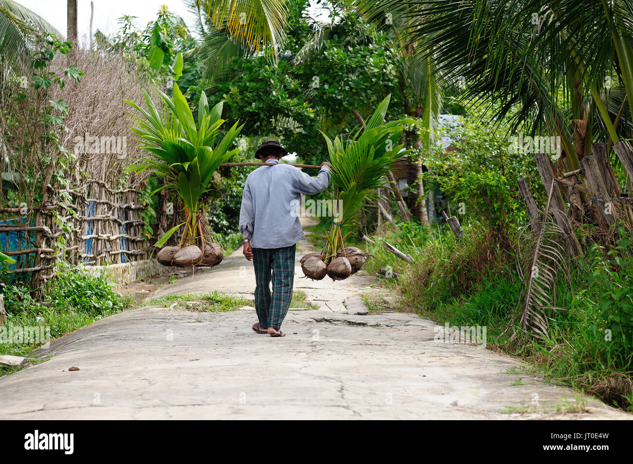 Farmer carrying palms prepared for planting on field Stock Photo - Alamy