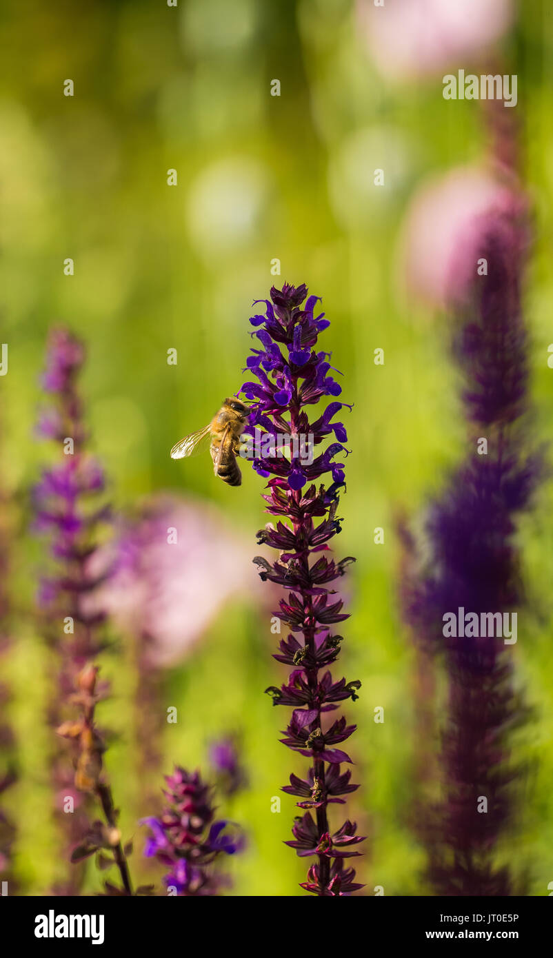 A beautiful purple salvia nemorosa flowers in a garden. Flower closeup ...