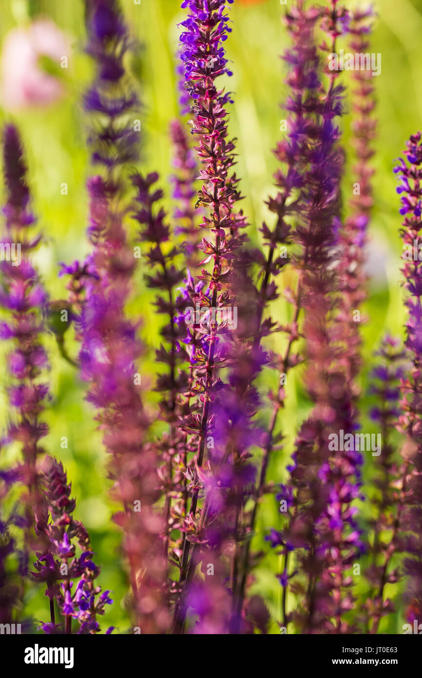 A beautiful purple salvia nemorosa flowers in a garden. Flower closeup ...