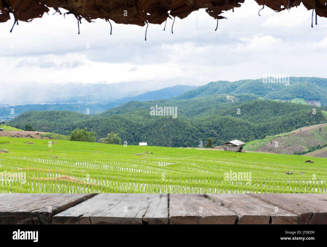 green rice field on terrace in mountain valley with wood table for ...
