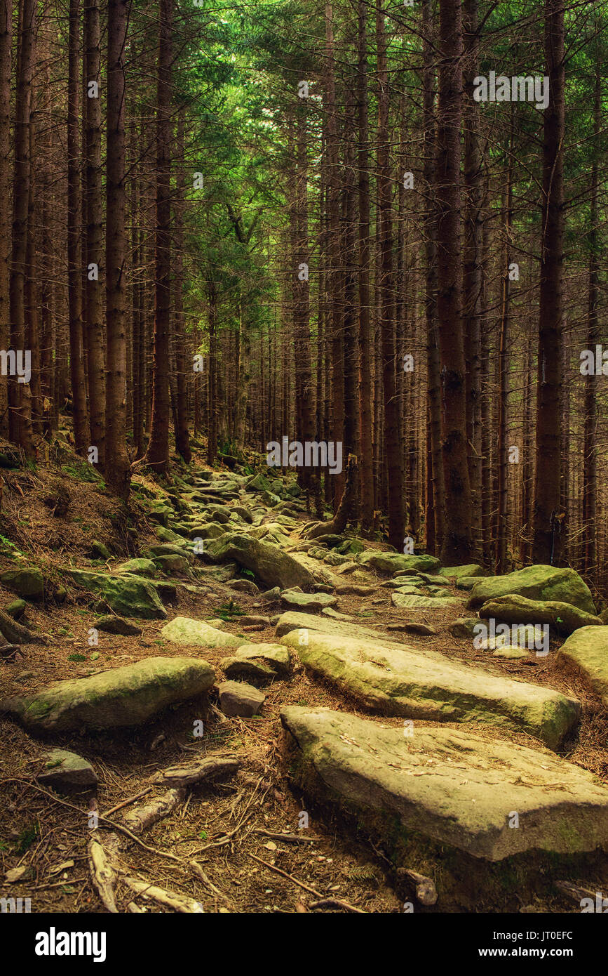 Scandinavian Forest Photography