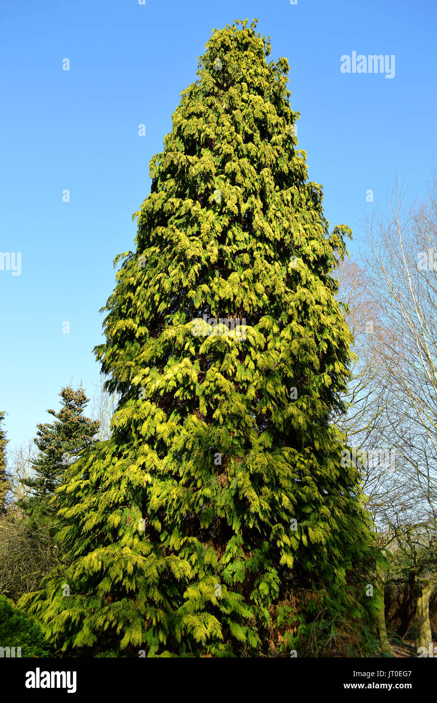 Northern white cedar tree hi-res stock photography and images - Alamy