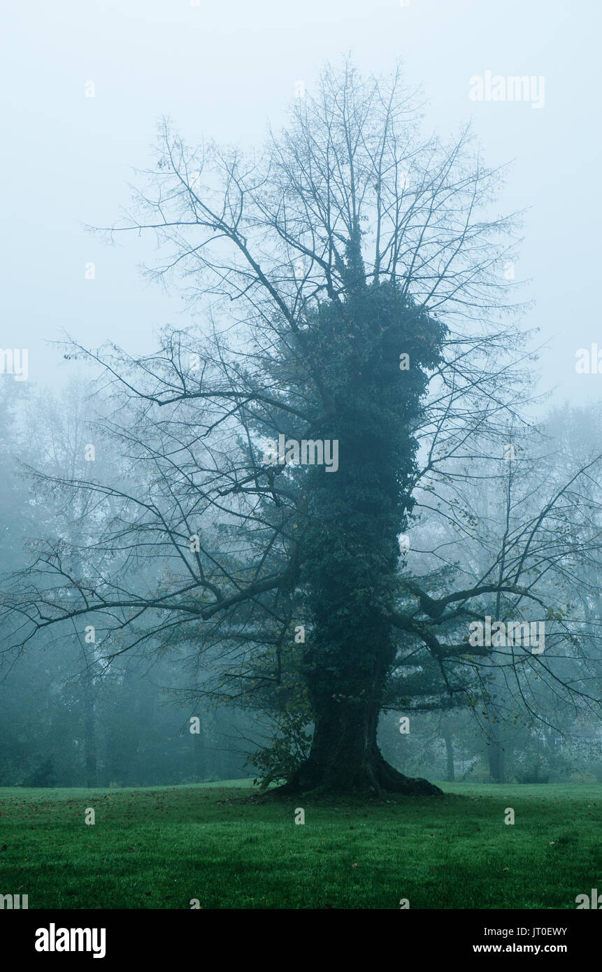 Strange single tree Stock Photo - Alamy