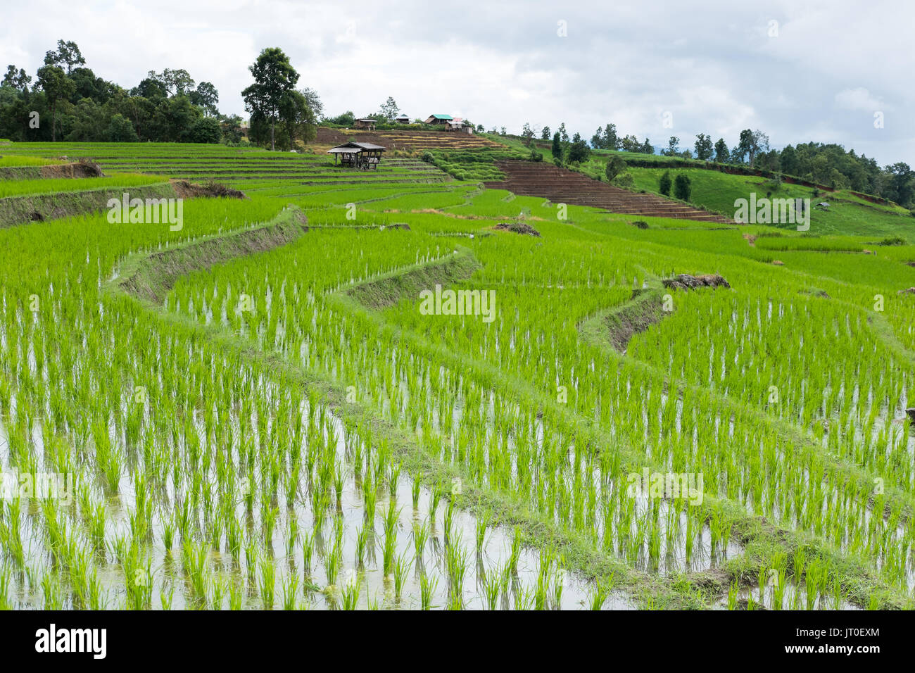 green rice field on terrace in mountain valley. beautiful nature ...