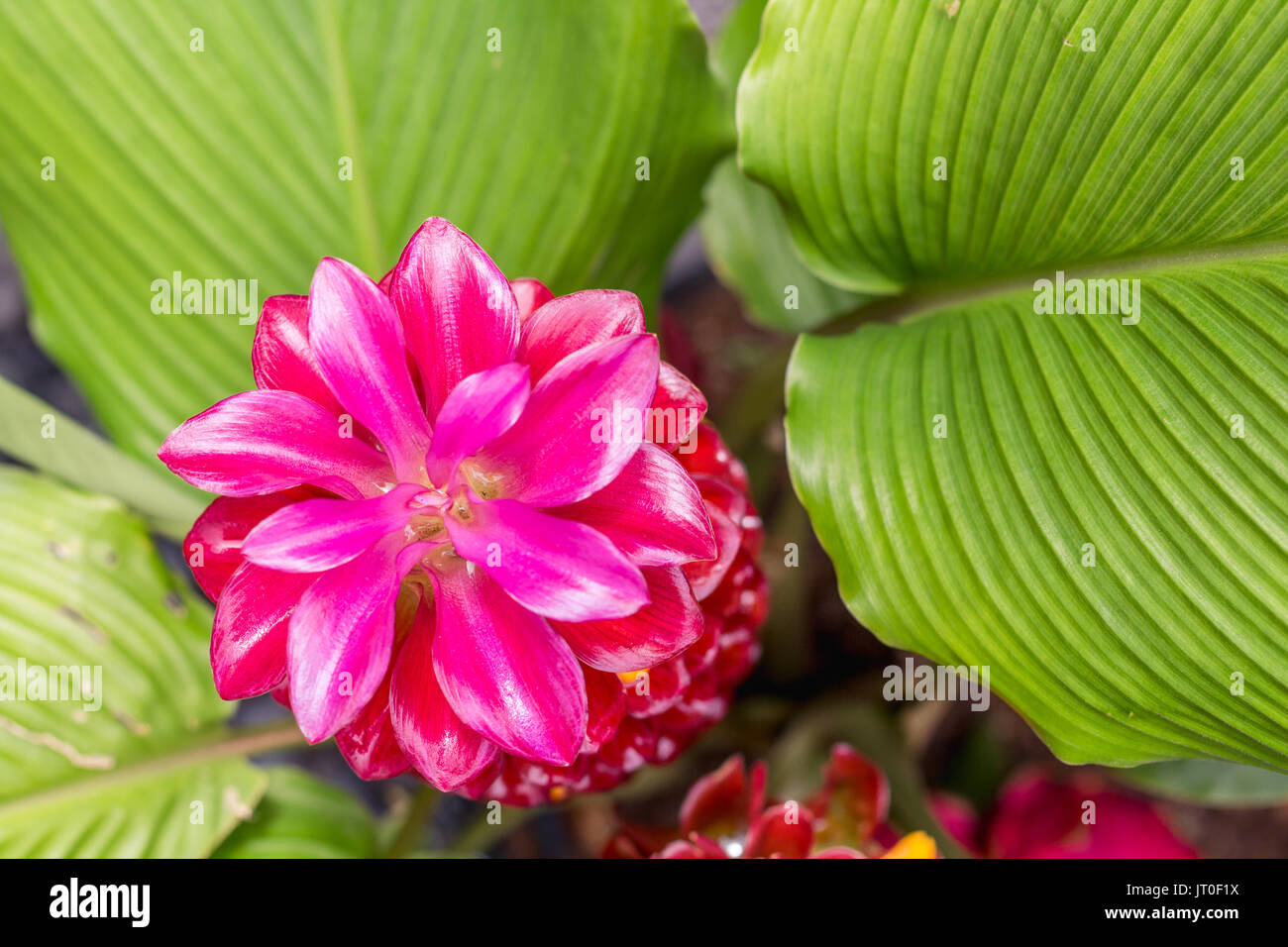 Siam tulip ginger flower hi-res stock photography and images - Alamy