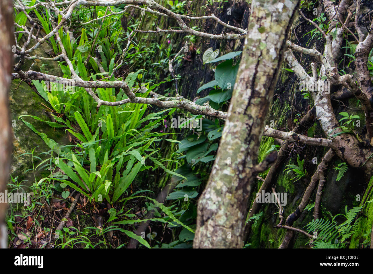 tropical forest high contrast and colorful Stock Photo - Alamy