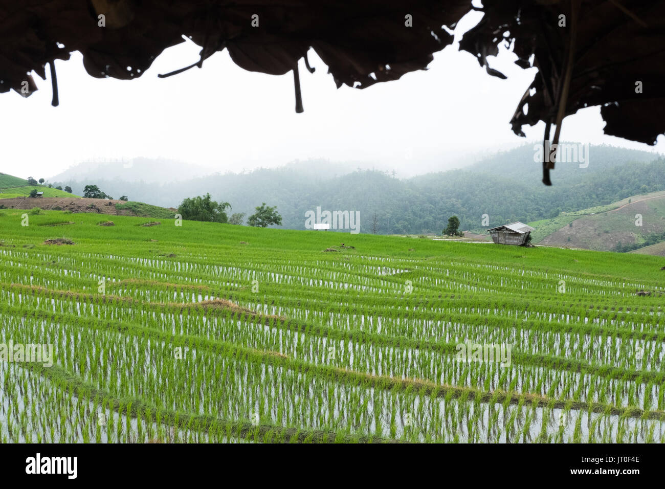 green rice field on terrace in mountain valley. beautiful nature ...