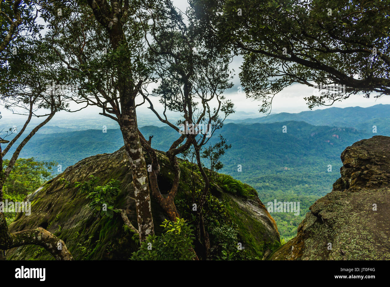 tropical forest high contrast and colorful Stock Photo - Alamy