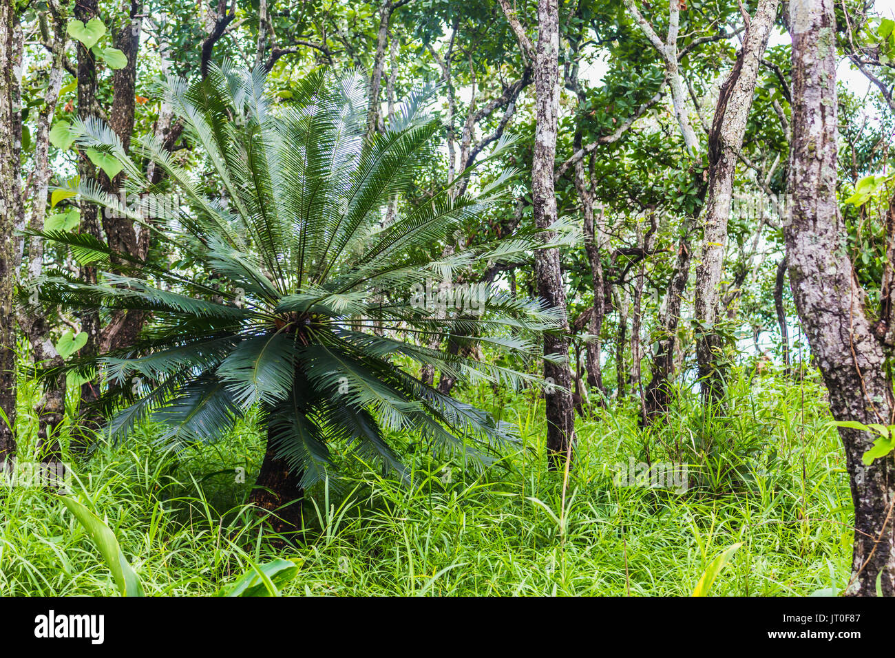 tropical forest high contrast and colorful Stock Photo - Alamy