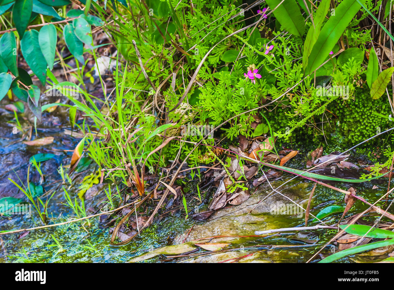 brook in nature with green moss and flower Stock Photo - Alamy