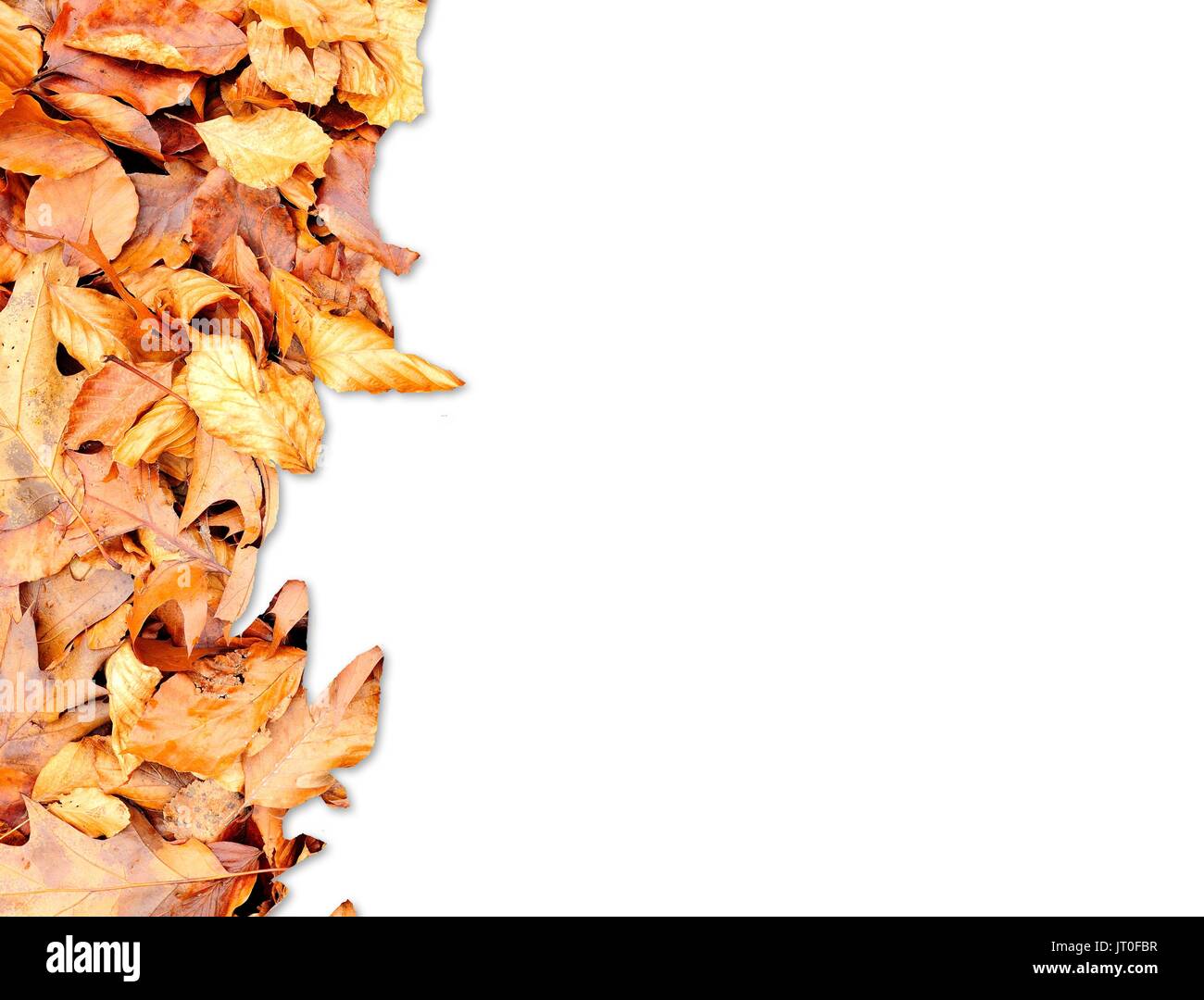 Frame from autumn leaves on the left side isolated on white Stock Photo ...