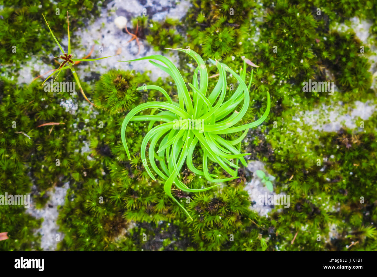 moss close up in forest Stock Photo - Alamy