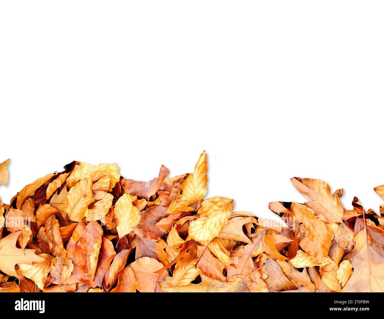 Frame from autumn leaves on bottom side isolated on white Stock Photo ...