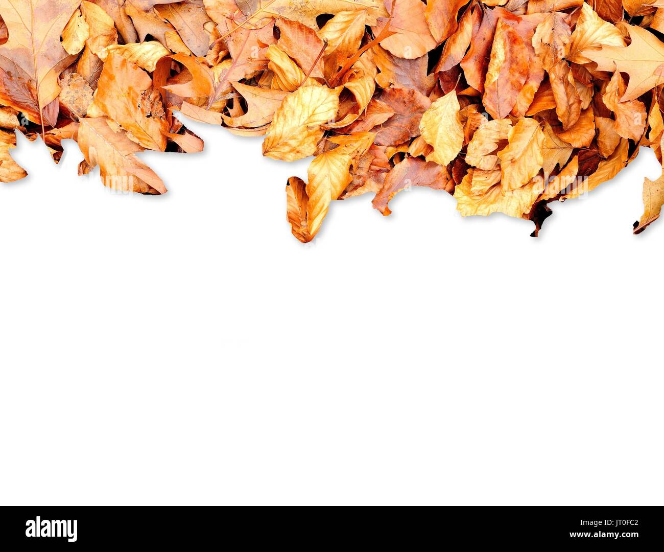 Frame from autumn leaves on the top side isolated on white Stock Photo ...