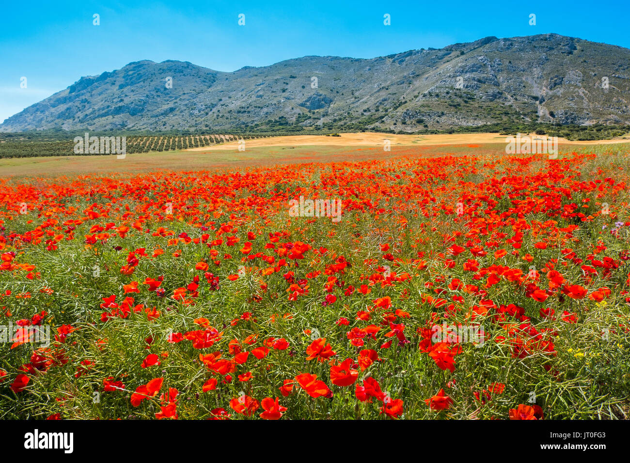 Nature landscape. Field of poppy flowers. Málaga province. Andalusia ...