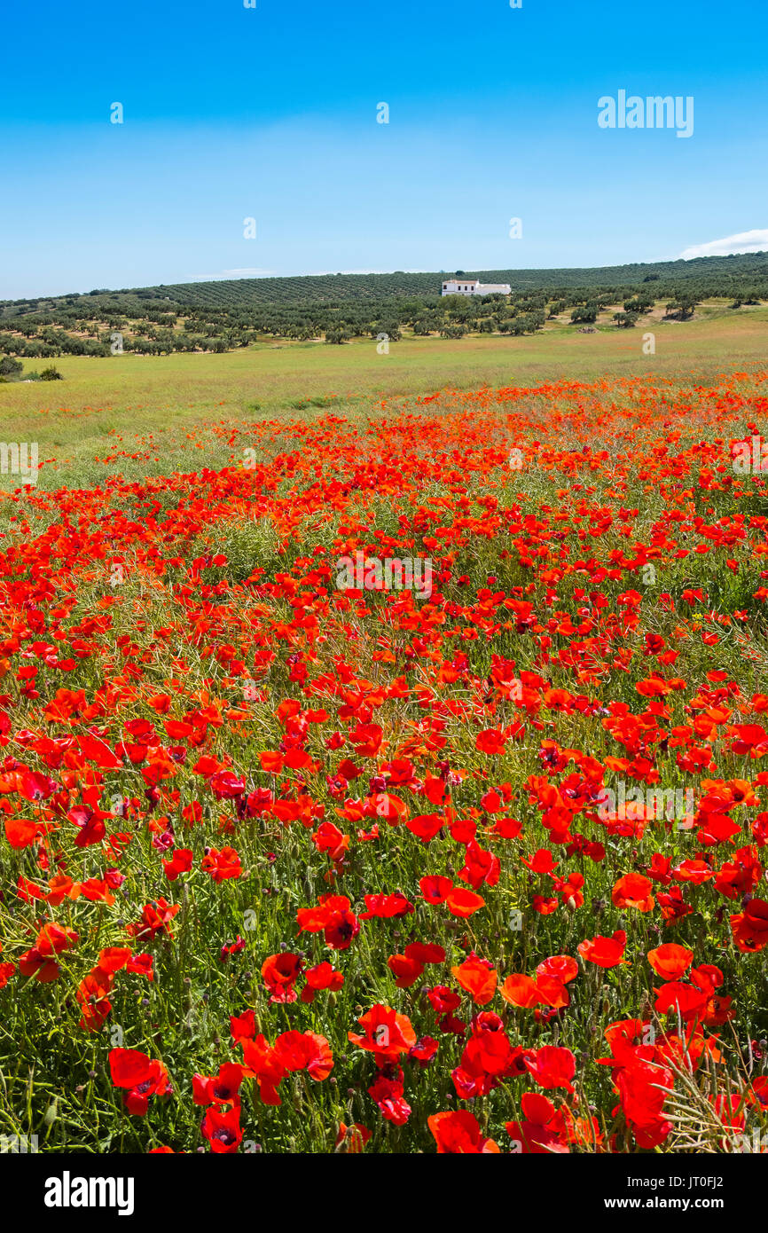Nature landscape. Field of poppy flowers. Málaga province. Andalusia ...