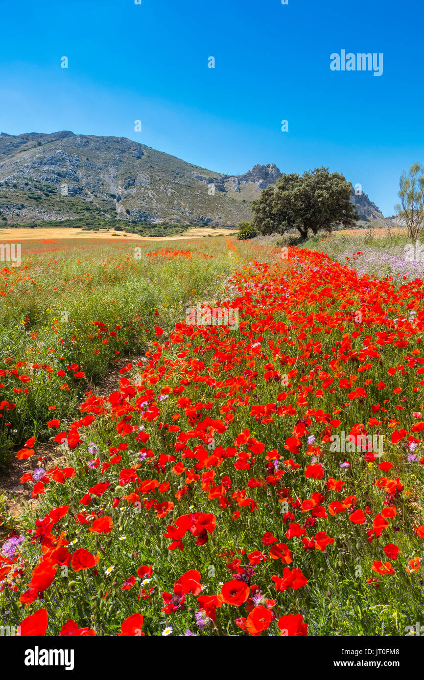 Nature landscape. Field of poppy flowers. Málaga province. Andalusia ...