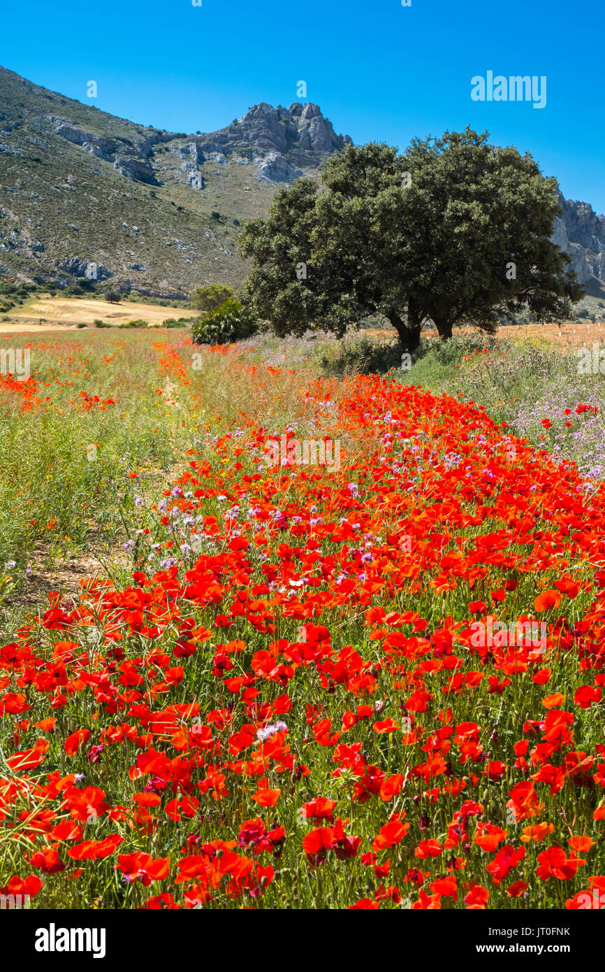 Nature landscape. Field of poppy flowers. Málaga province. Andalusia ...