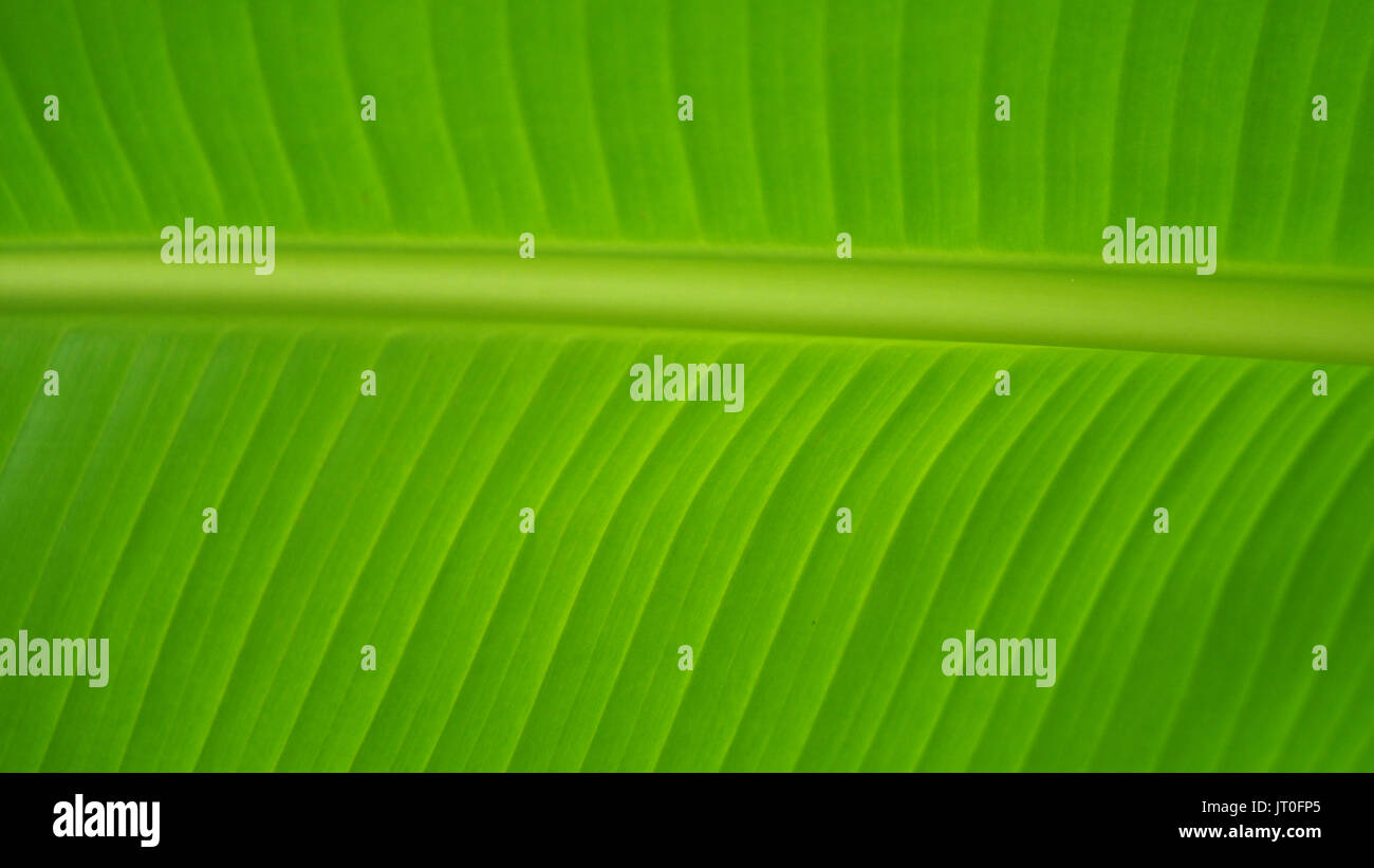 Real green color banana leaf and texture close-up in daylight time ...