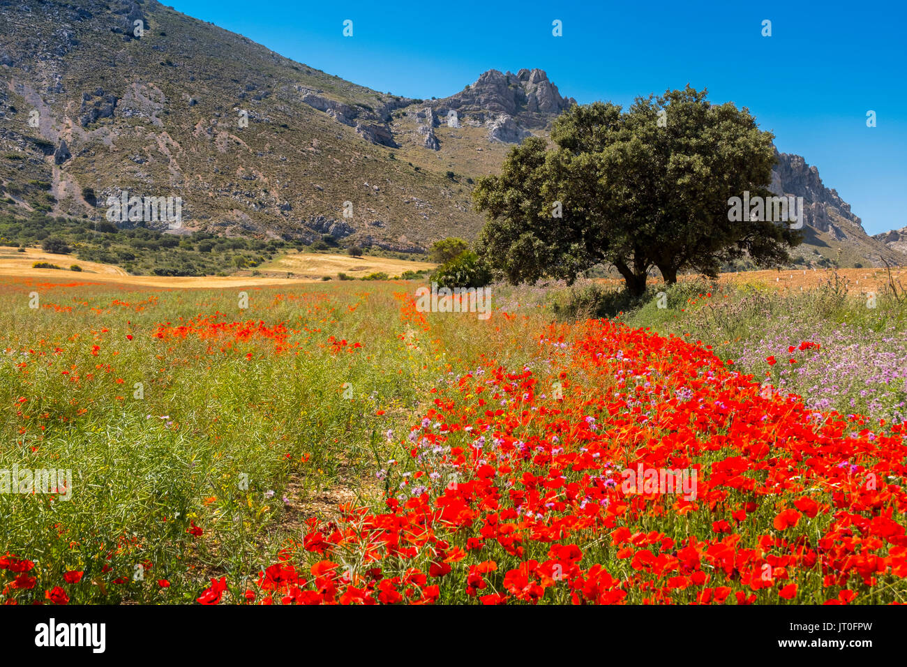 Nature landscape. Field of poppy flowers. Málaga province. Andalusia ...