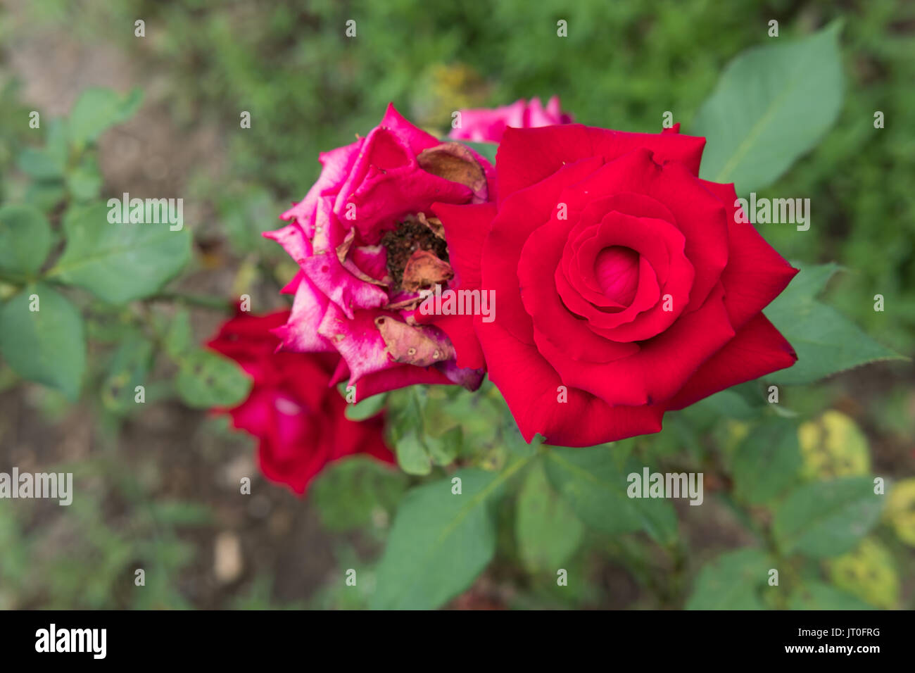 blooming fresh and withered red rose in garden Stock Photo - Alamy