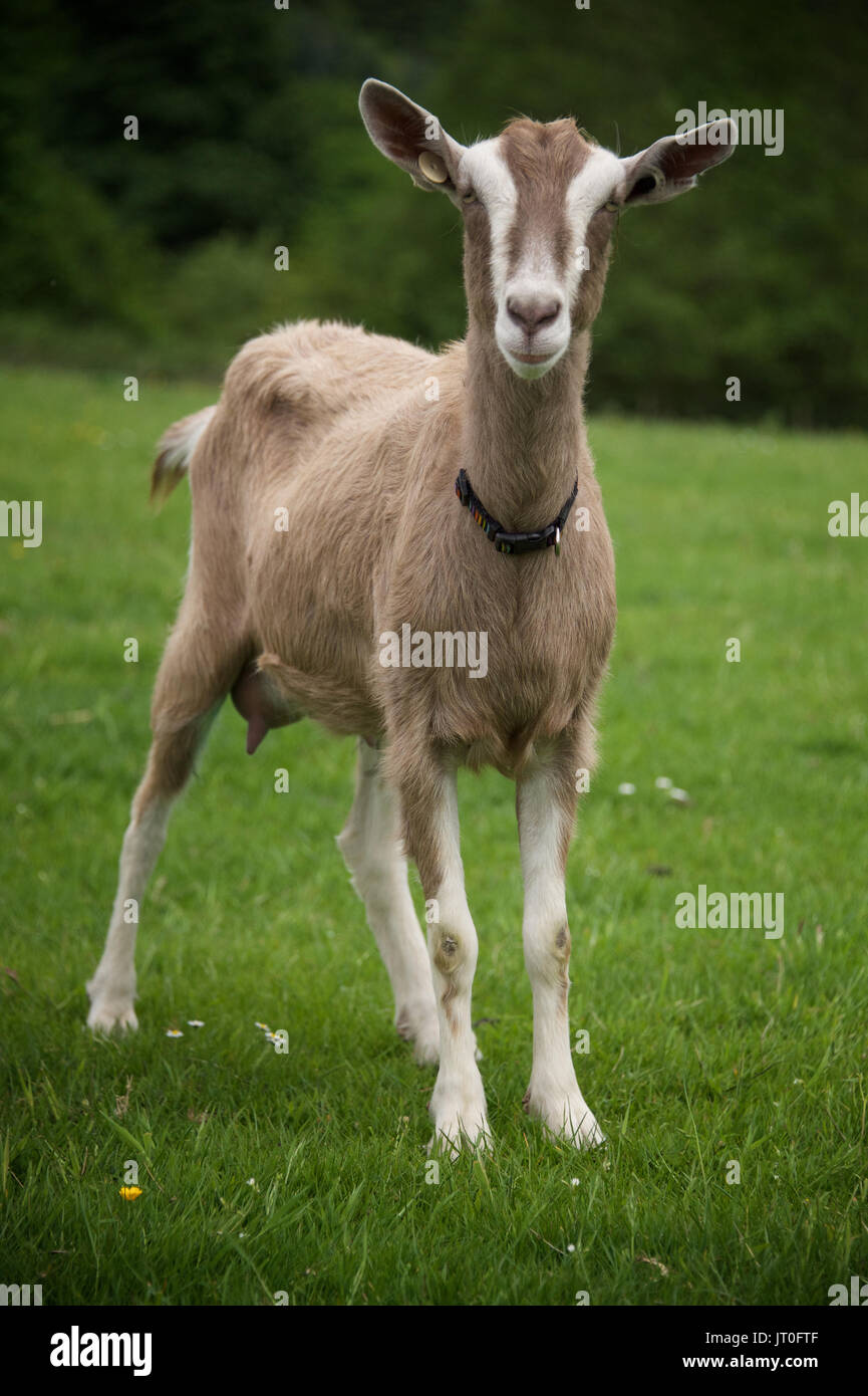 Goat looking at camera Stock Photo - Alamy