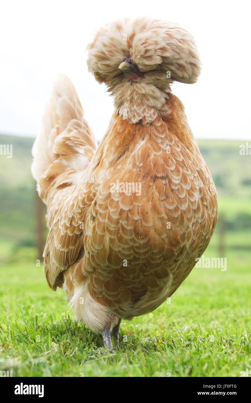 Chicken with interesting feathers Stock Photo - Alamy