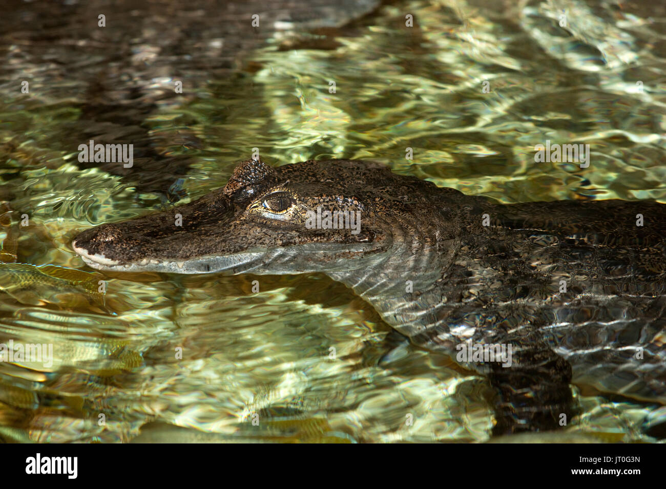 SPECTACLED CAIMAN caiman crocodilus, HEAD OF ADULT EMERGING FROM WATER ...