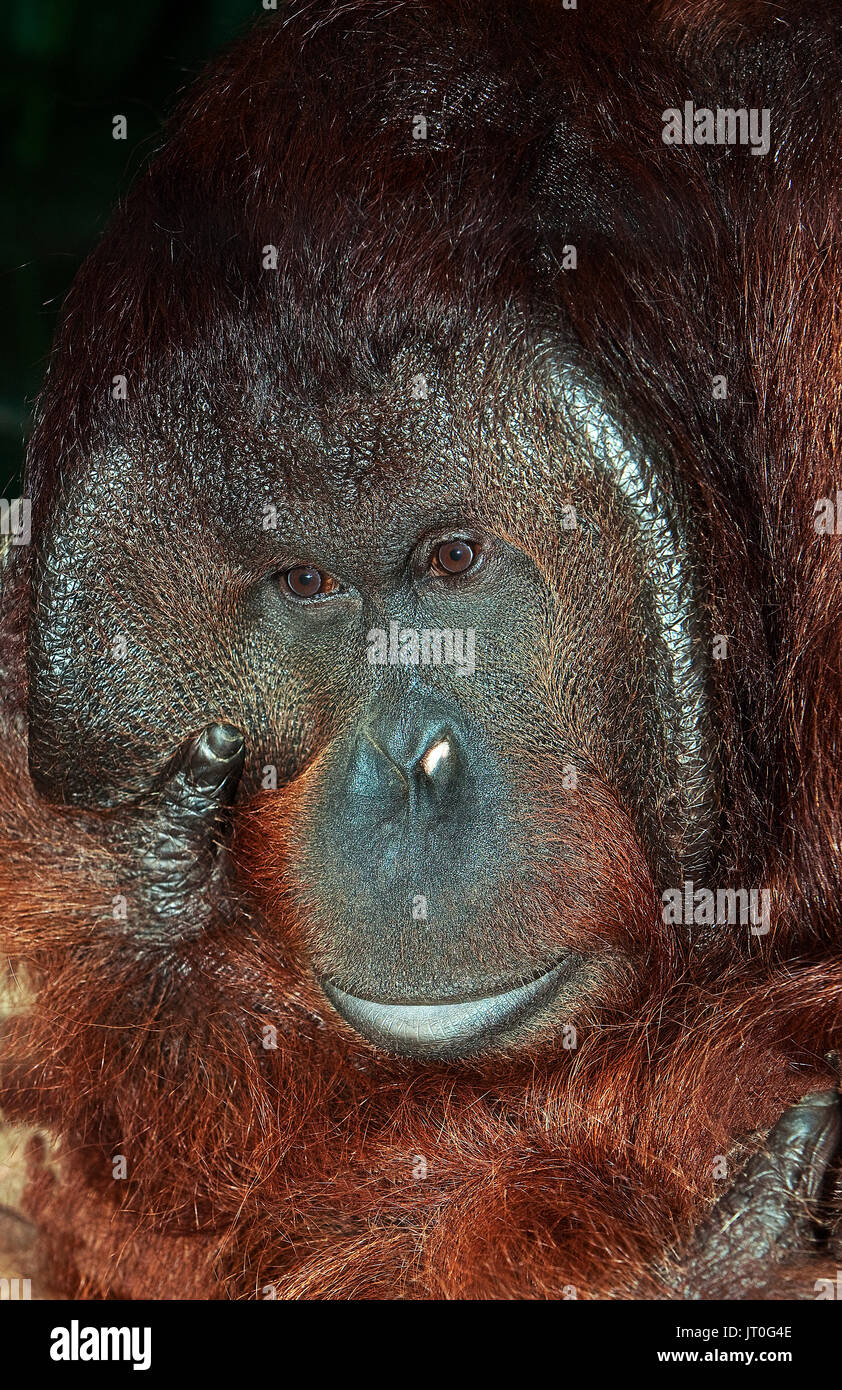 HEAD OF MALE ORANG UTAN pongo pygmaeus IN BORNEO Stock Photo - Alamy