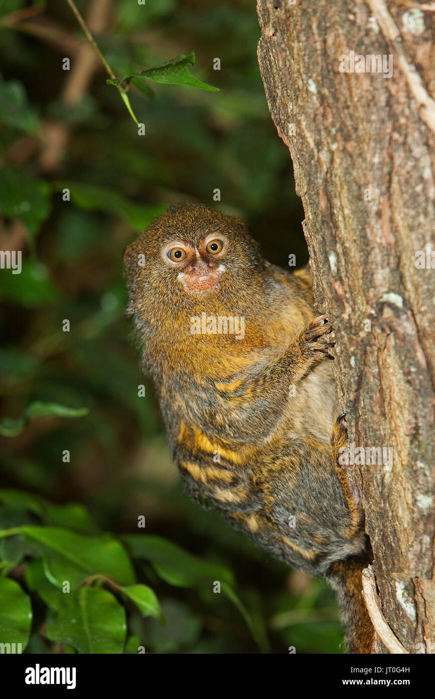 PYGMY MARMOSET callithrix pygmaea , ADULT ON TREE TRUNK AGAINST GREEN ...
